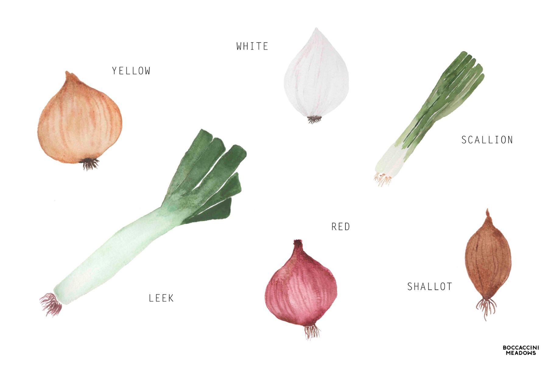 Onions 101: April Market Watch - Sunbasket