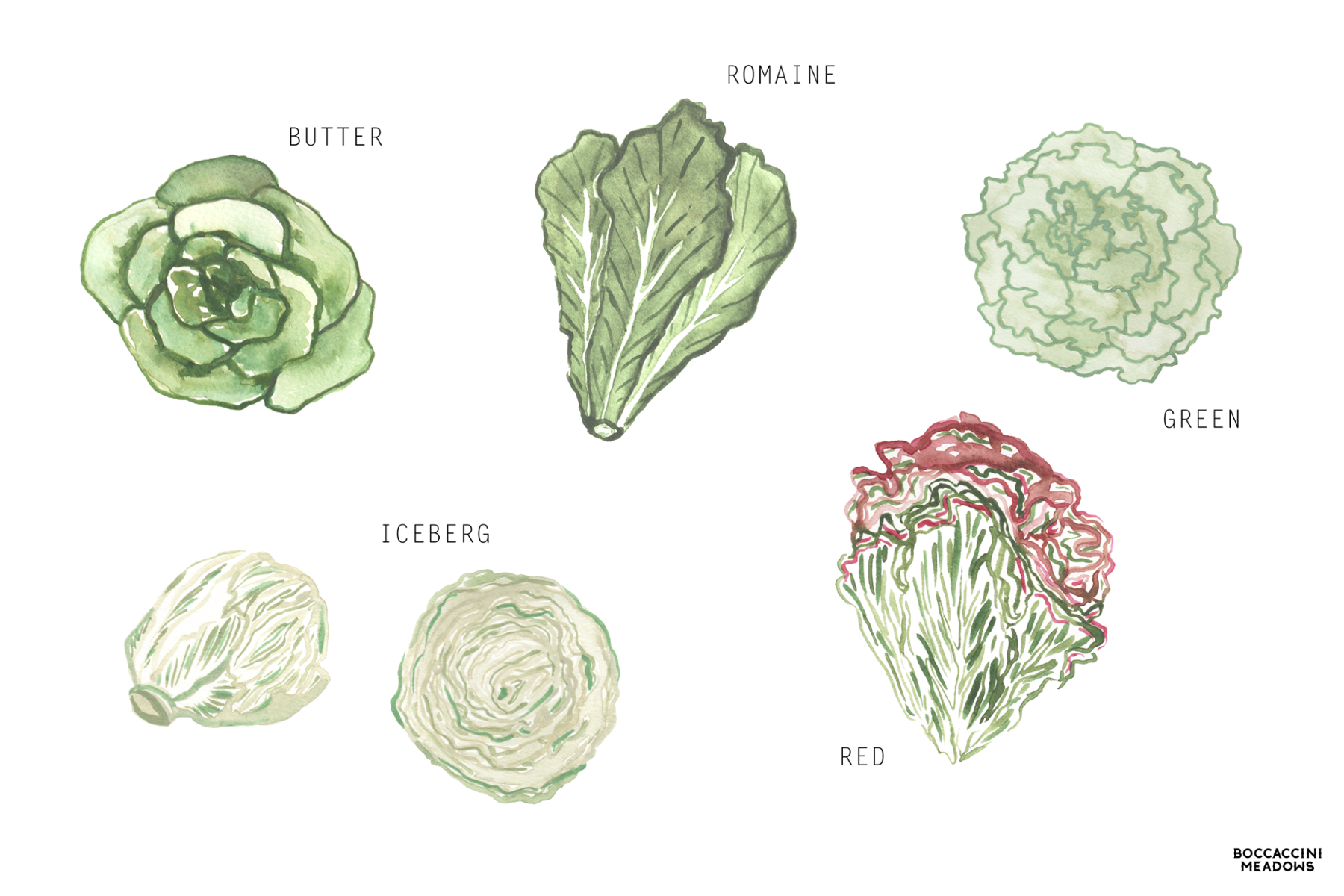 A Lettuce Lover's Guide - Sunbasket