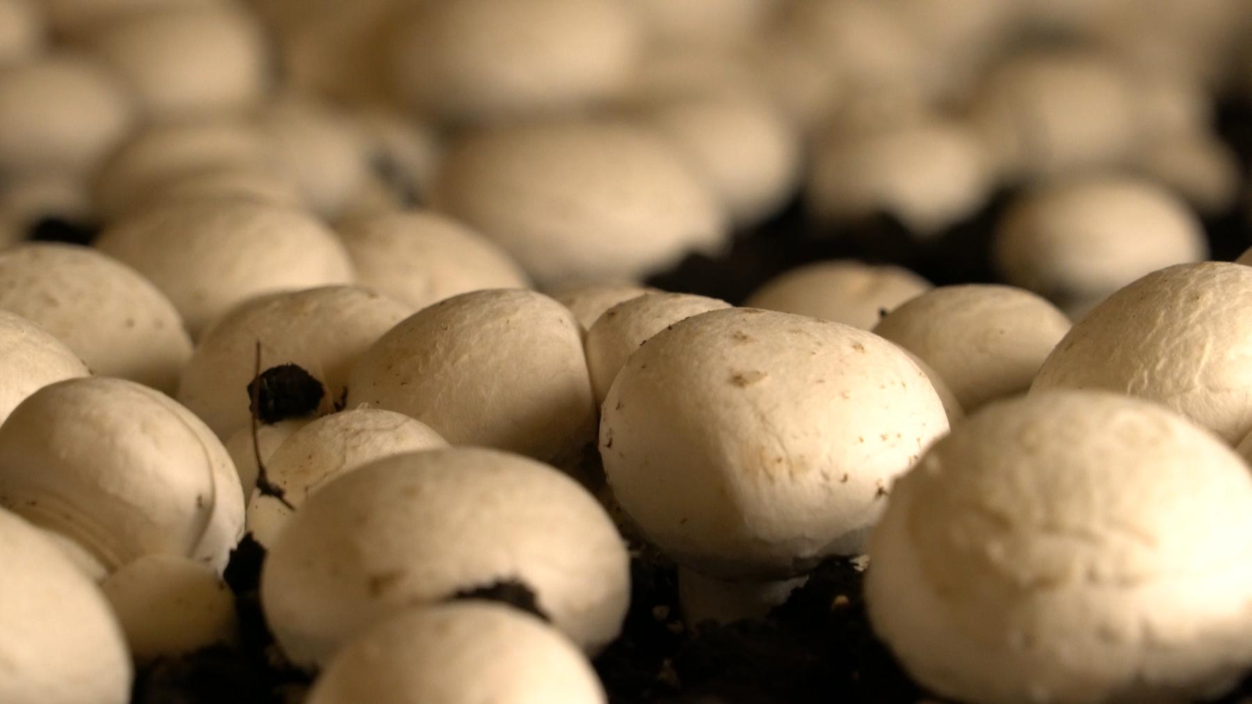 To-Jo: Mushrooms with a Mission - Sunbasket